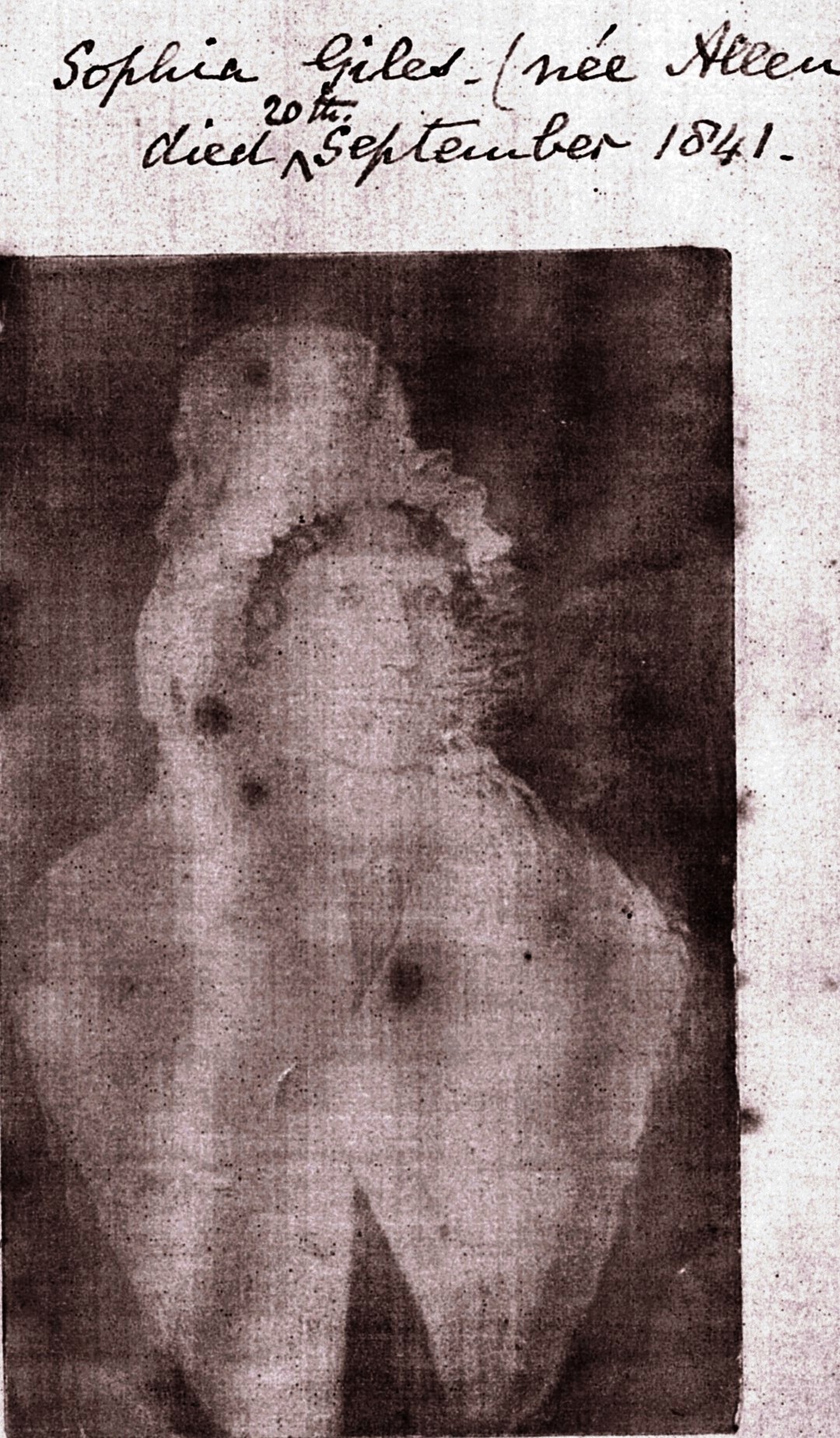 The King's Candlesticks: Pedigrees Sophie ALLEN [7496]